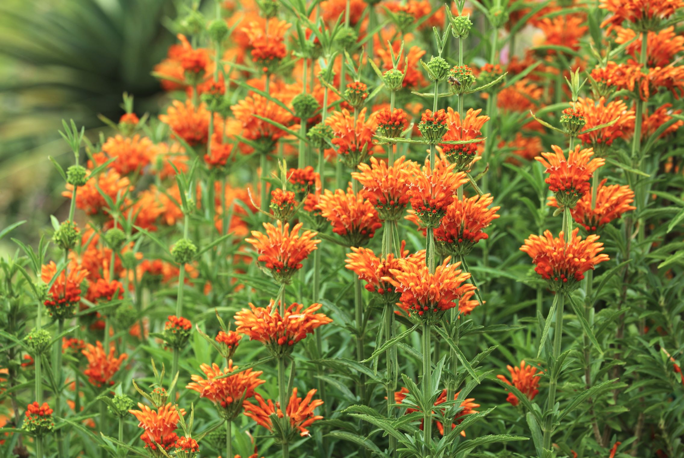 Leonotis leonurus: il tocco di colore autunnale per il tuo giardino