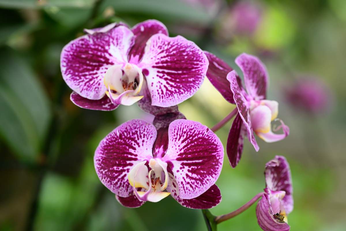 Consigli utili per proteggere la tua orchidea Phalaenopsis durante l ...