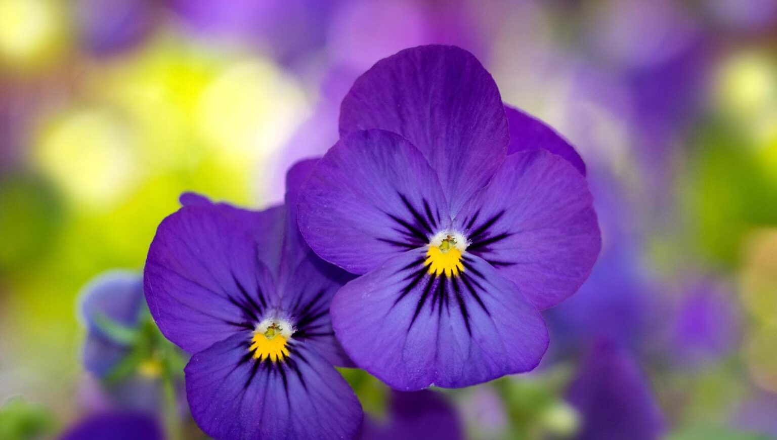 Guida alla coltivazione delle viole: consigli pratici e cura