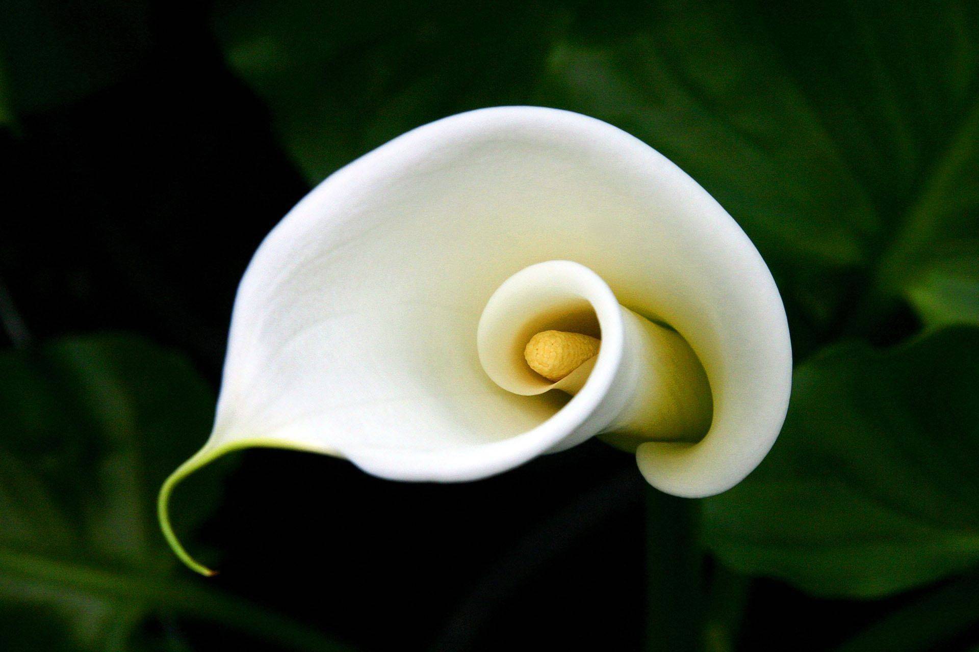Guida alla coltivazione della Zantedeschia o Calla: esposizione e cura