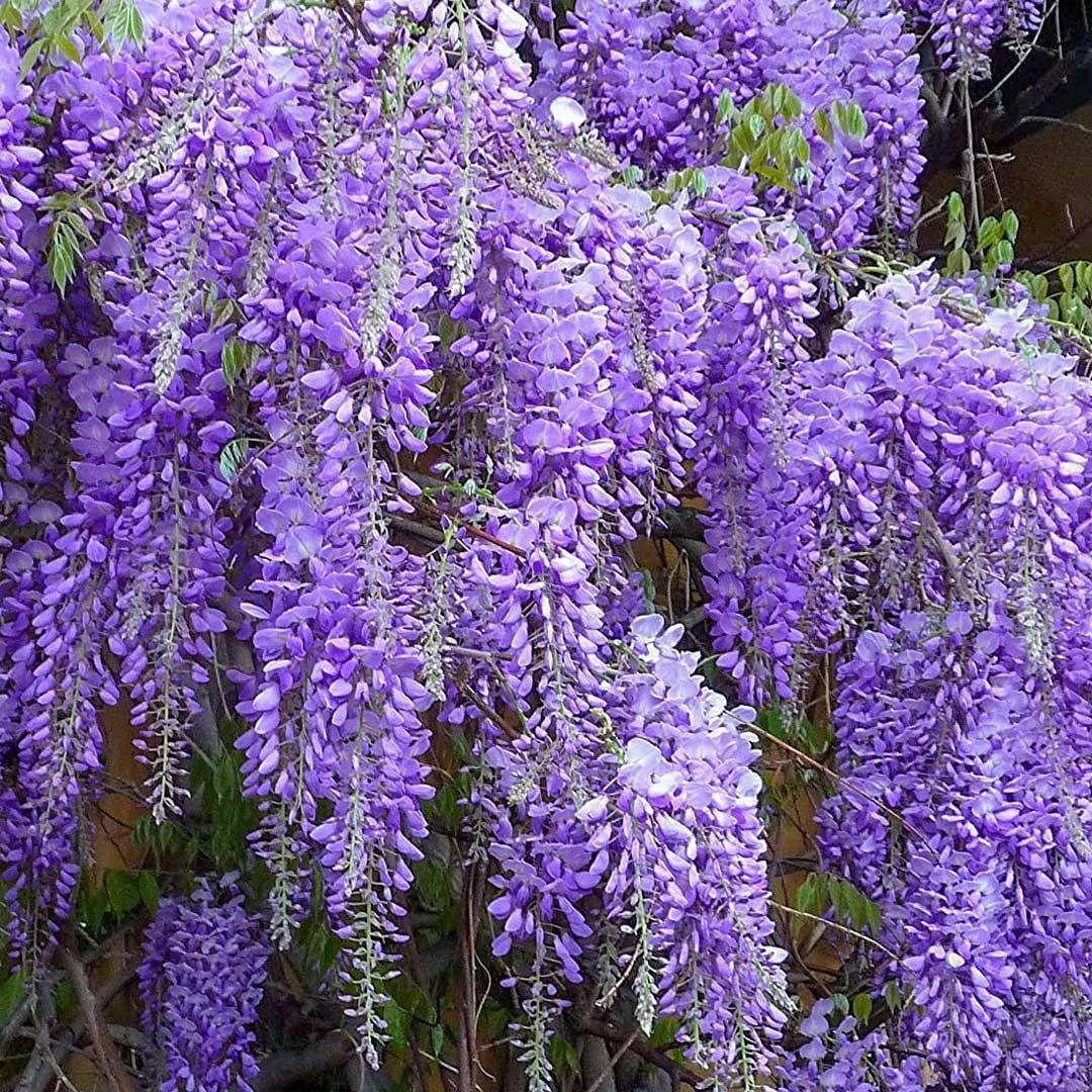 Guida alla Coltivazione del Glicine (Wisteria floribunda)