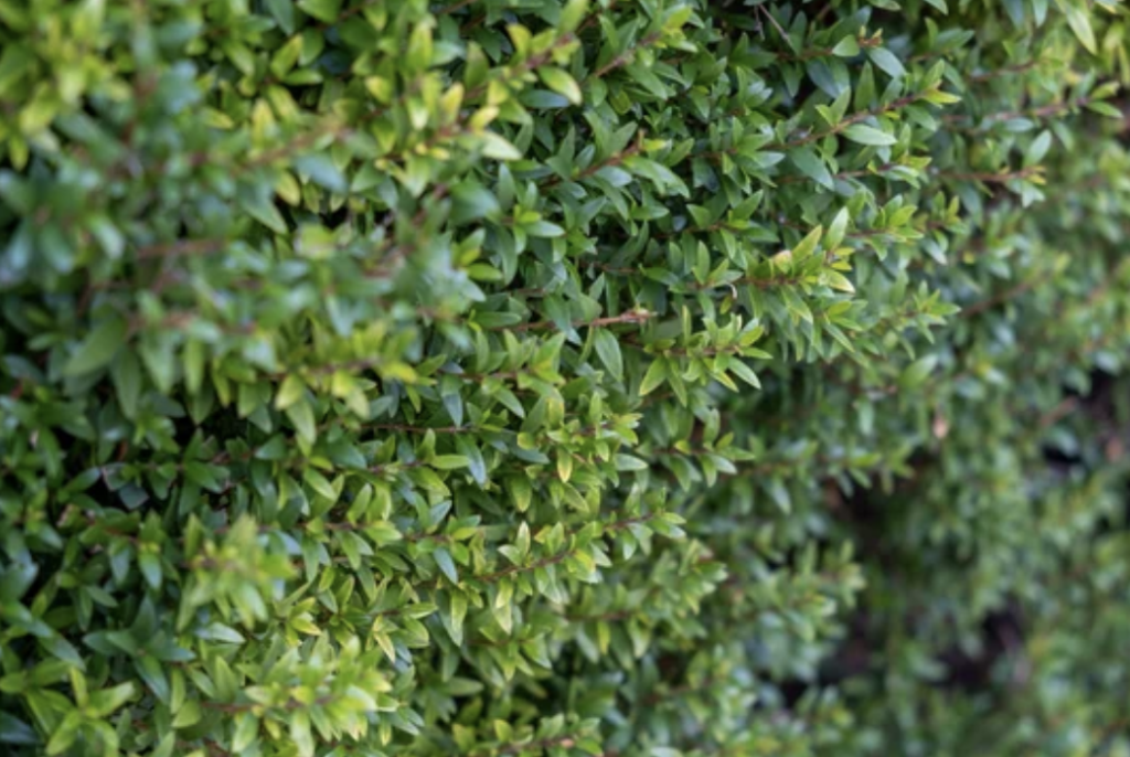 Guida alla coltivazione del mirto: dalla semina alla potatura