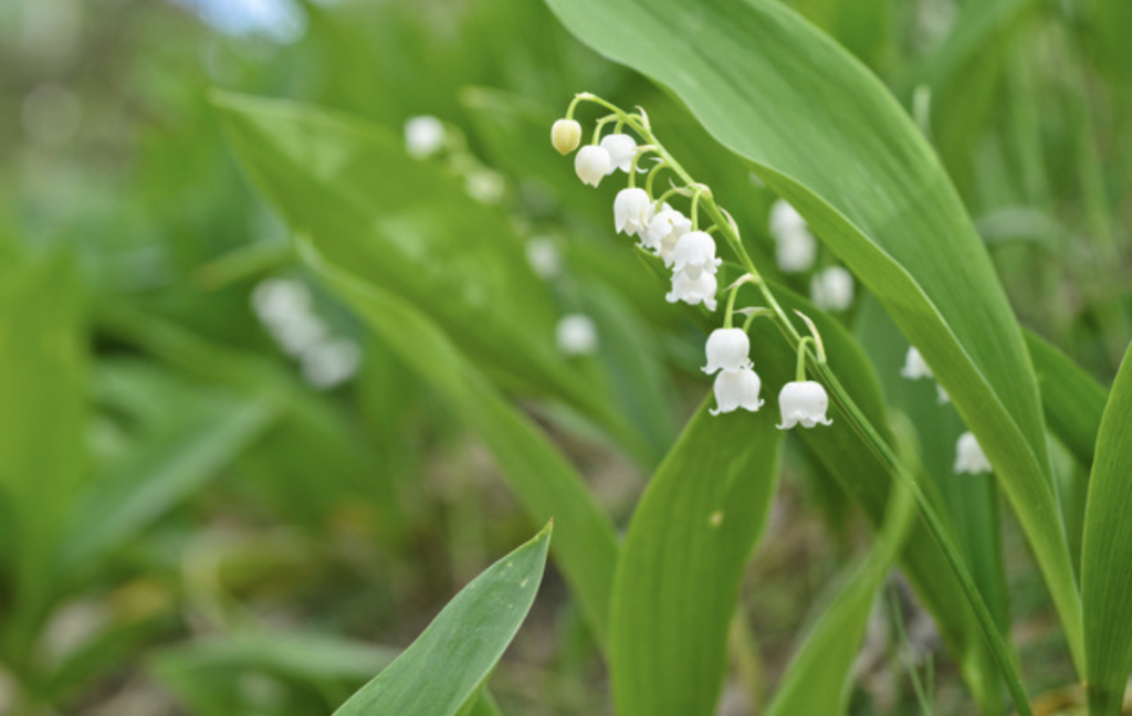 Mughetto: guida alla coltivazione in giardino e vaso