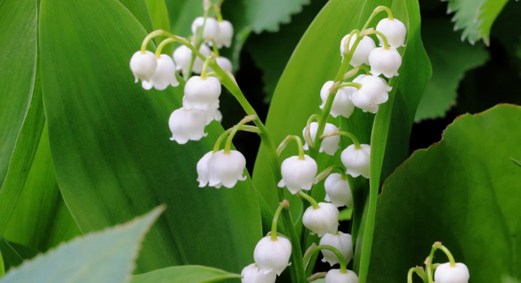 Mughetto: guida alla coltivazione in giardino e vaso