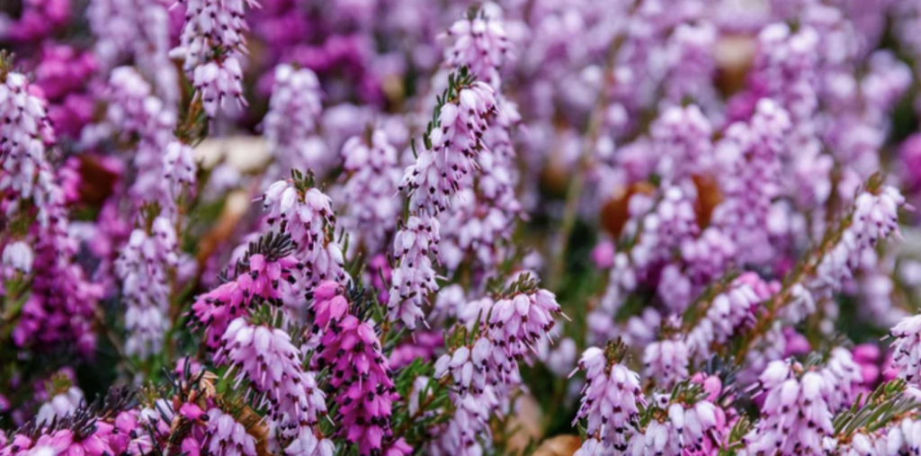 Coltivazione e cura dell'erica: guida completa per gli appassionati di ...