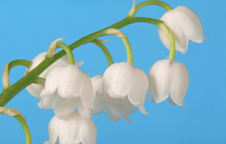Mughetto: guida alla coltivazione in giardino e vaso