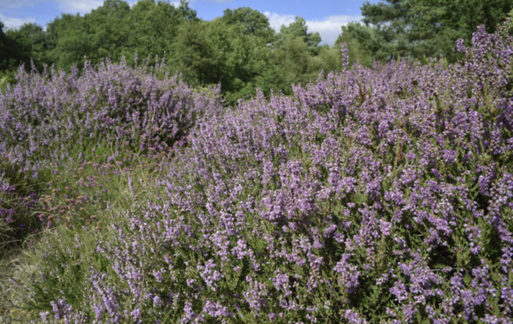 Coltivazione e cura dell'erica: guida completa per gli appassionati di ...