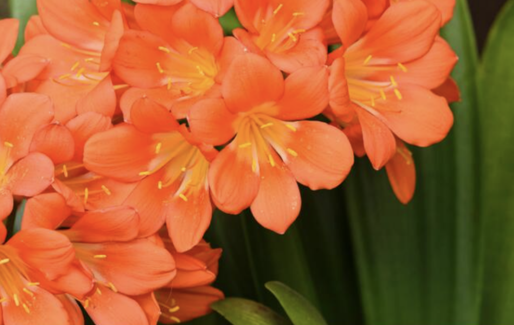 Guida alla coltivazione e cura della Clivia