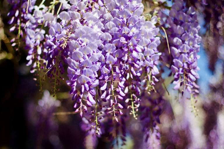 Guida alla Coltivazione del Glicine (Wisteria floribunda)