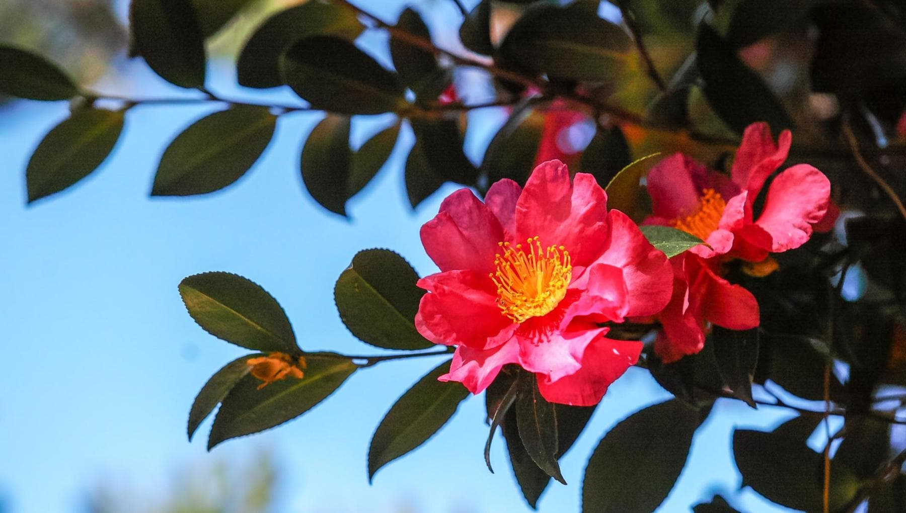 Guida alla Camelia Sasanqua: fiori invernali per il tuo giardino