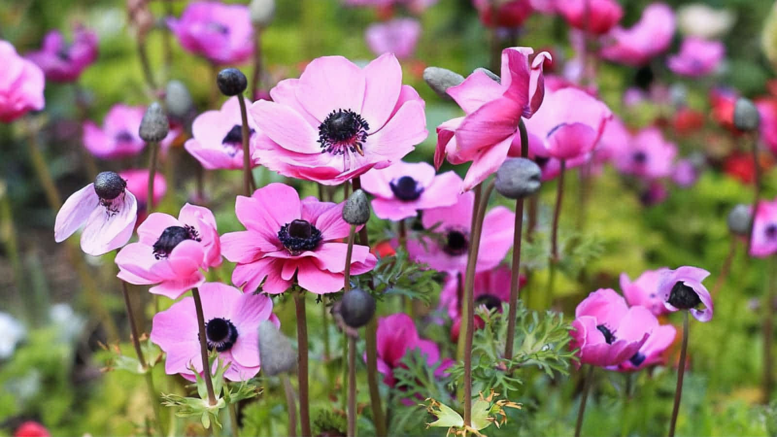 Scopriamo il mondo degli Anemoni: giardinaggio e curiosità