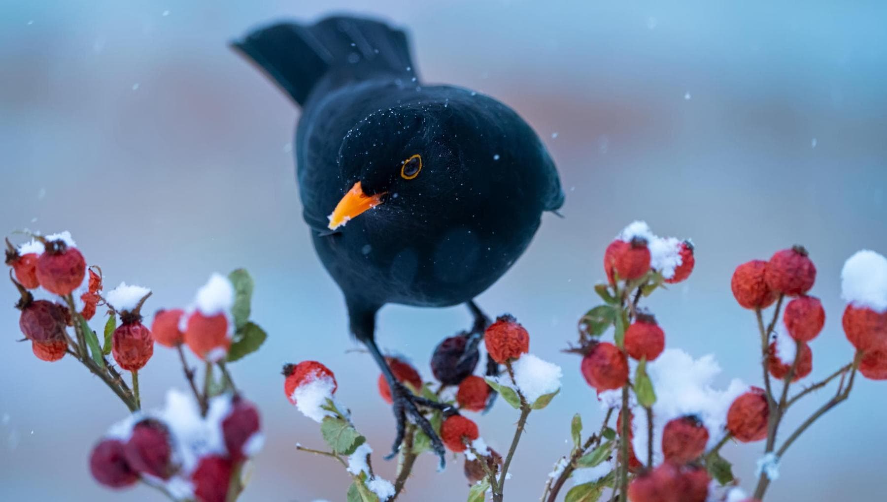 I giorni della merla: tradizioni e significati di un evento invernale