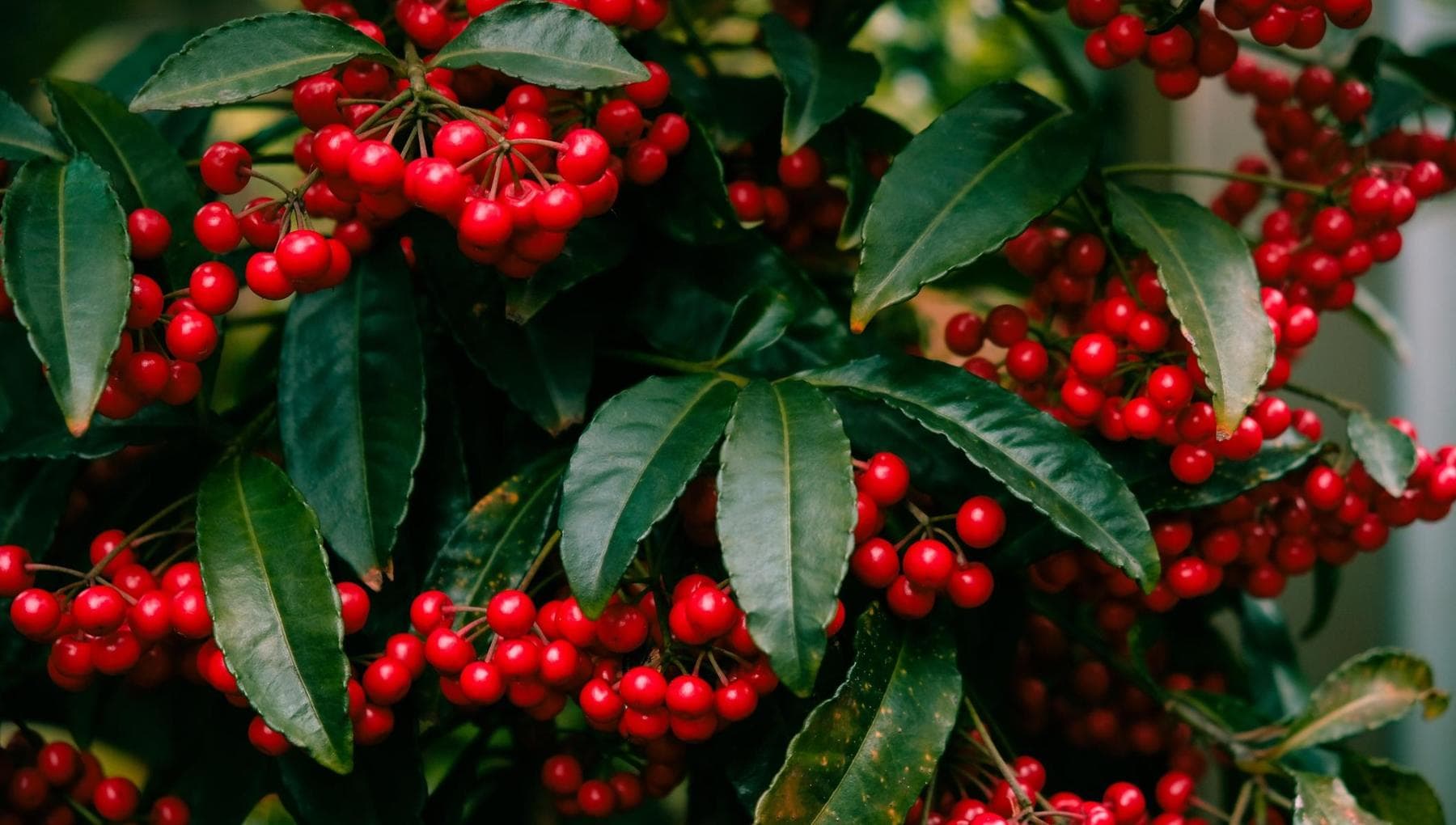 Guida alla cura dell'ardisia, la pianta ornamentale dalle bacche rosse