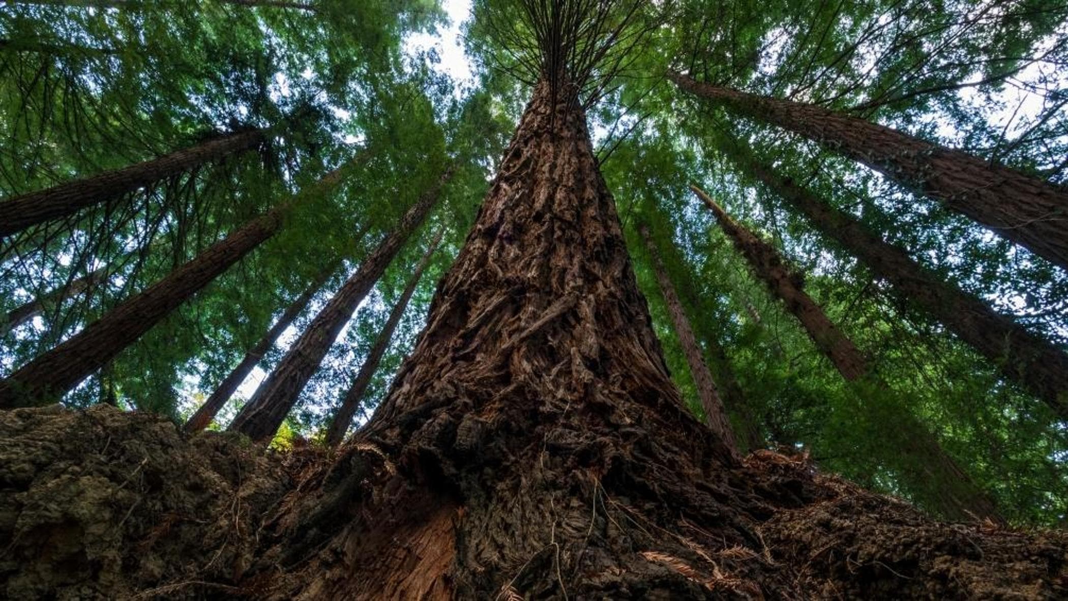 Sequoia: il gigante della natura e la sua longevità incredibile