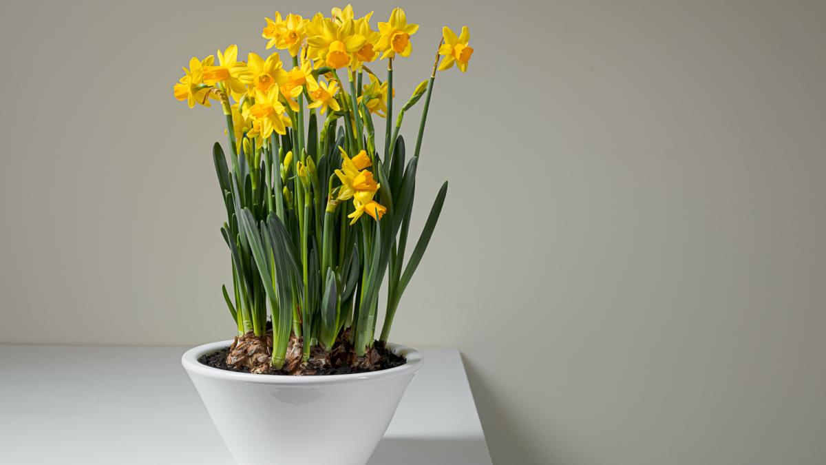 Come coltivare narcisi in vaso: facile e alla portata di tutti, anche ...