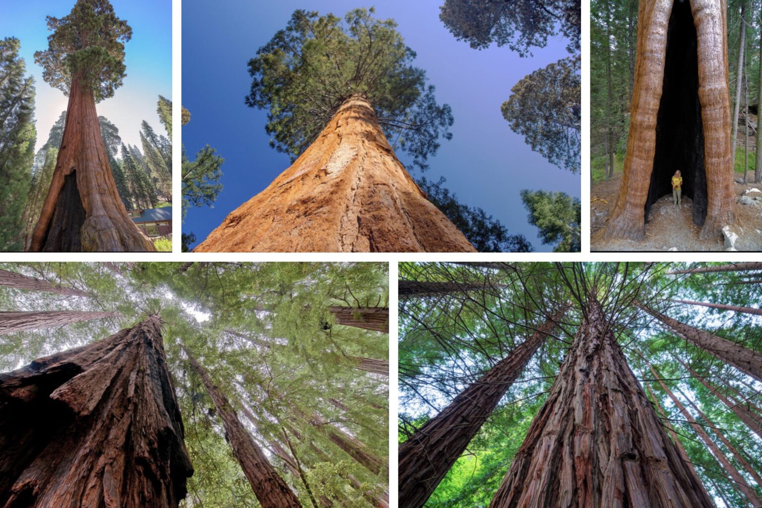 Sequoia: il gigante della natura e la sua longevità incredibile