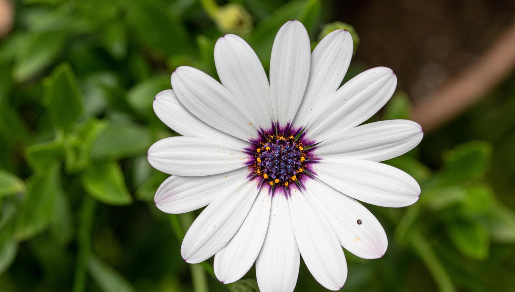 Coltivazione e cura dell'erica: guida completa per gli appassionati di ...