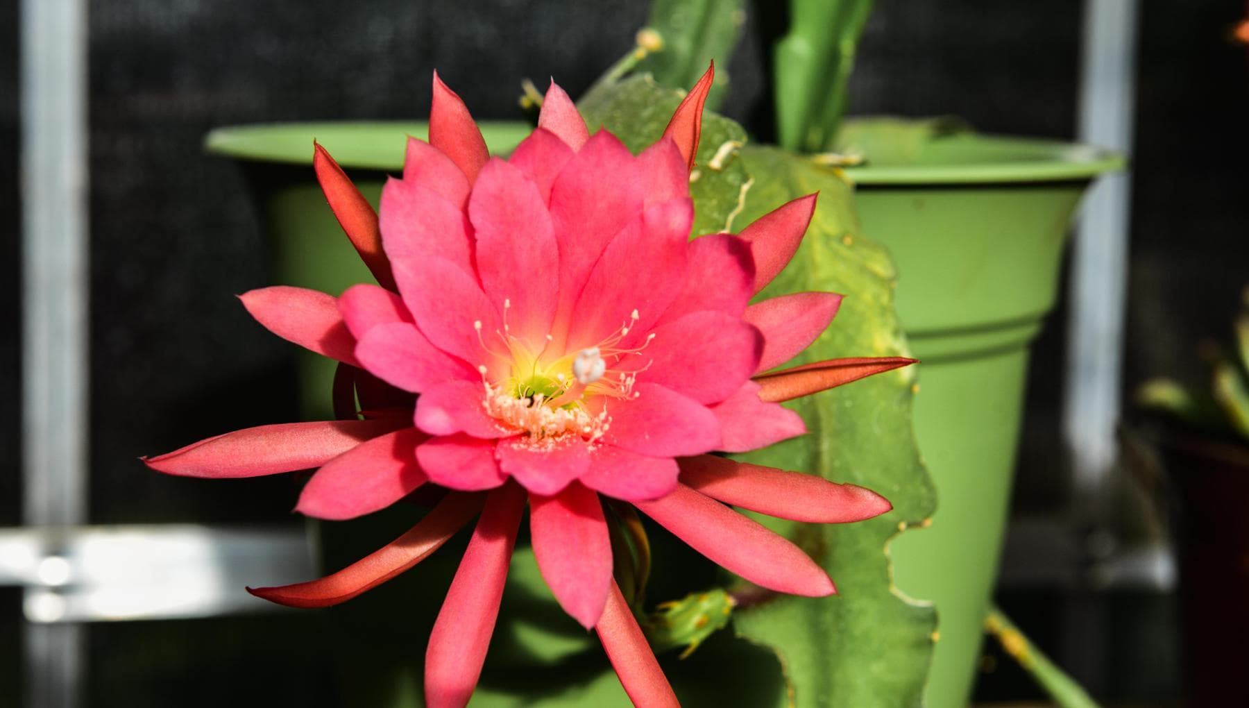 Coltivazione e cura dell'erica: guida completa per gli appassionati di ...