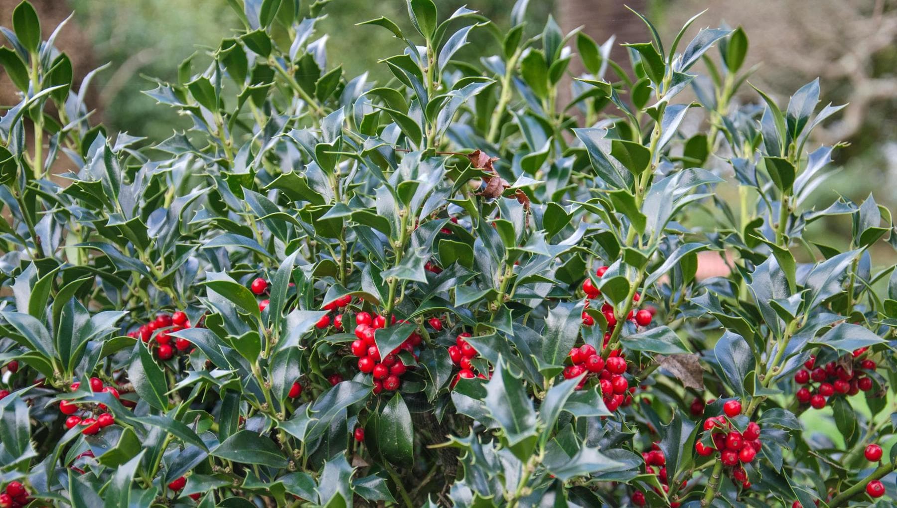 Guida alla cura dell'Agrifoglio: la pianta sempreverde dalle bacche rosse