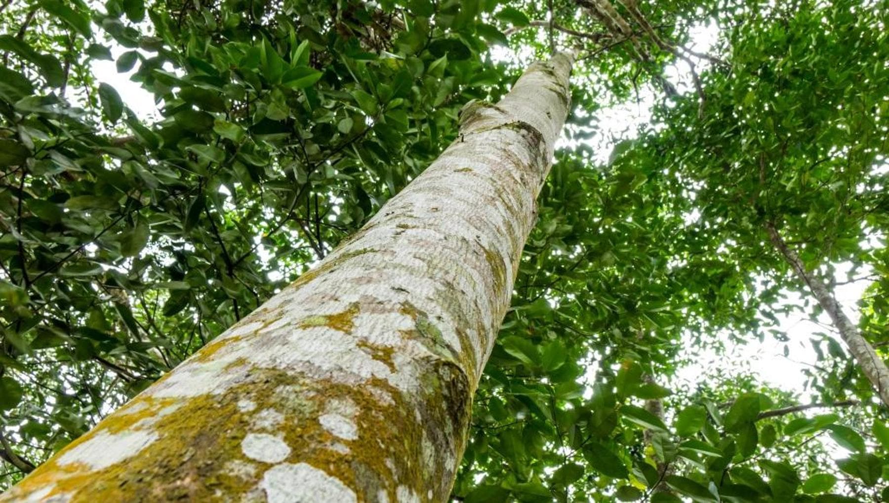 Il bracconaggio vegetale: la minaccia per il legno di agar( oud) e la ...