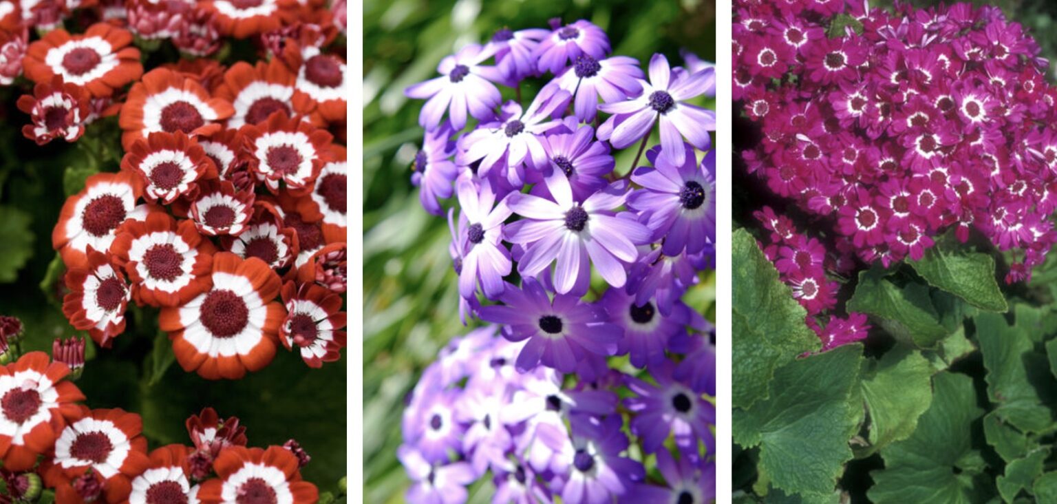 Cineraria: guida alla coltivazione, cura e fioritura