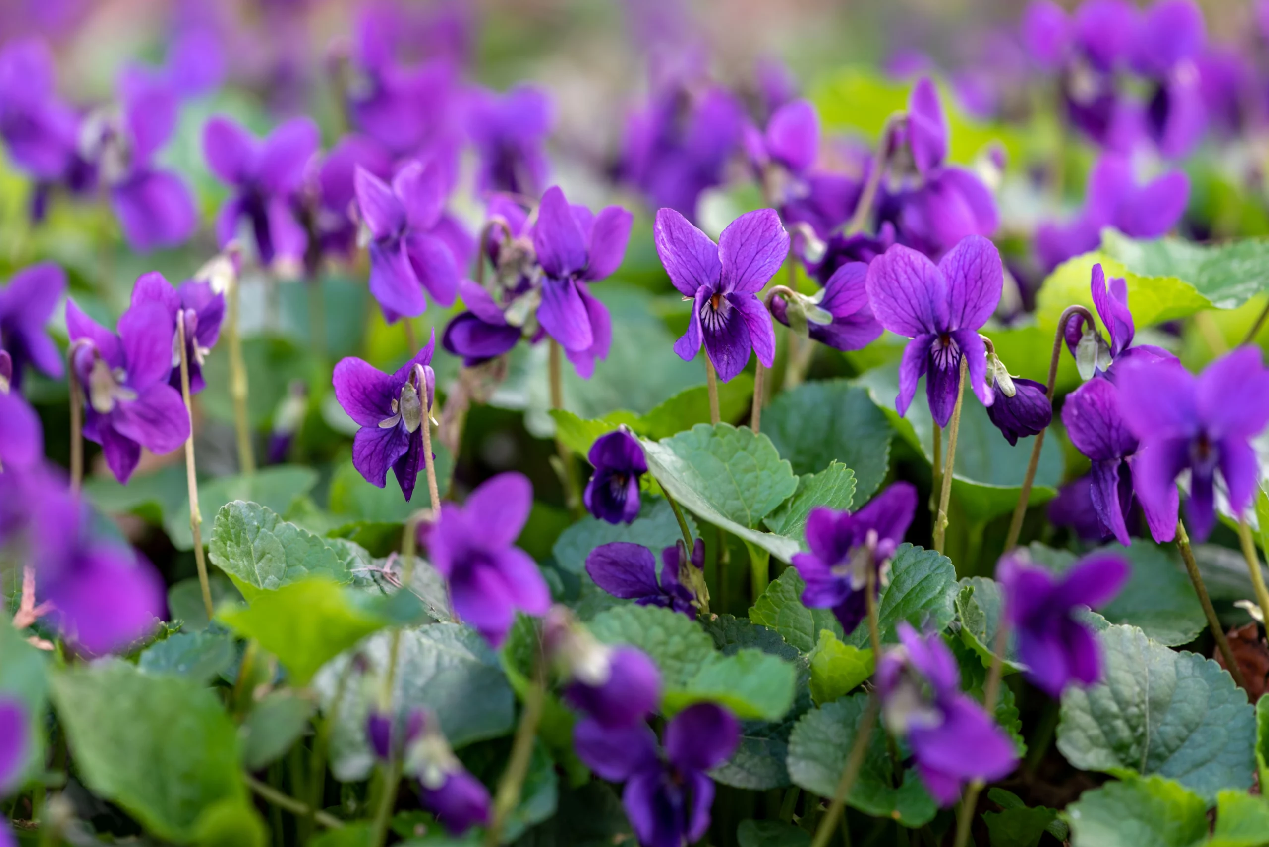 La "Viola Mammola (o Viola odorata)": un simbolo di primavera e ...