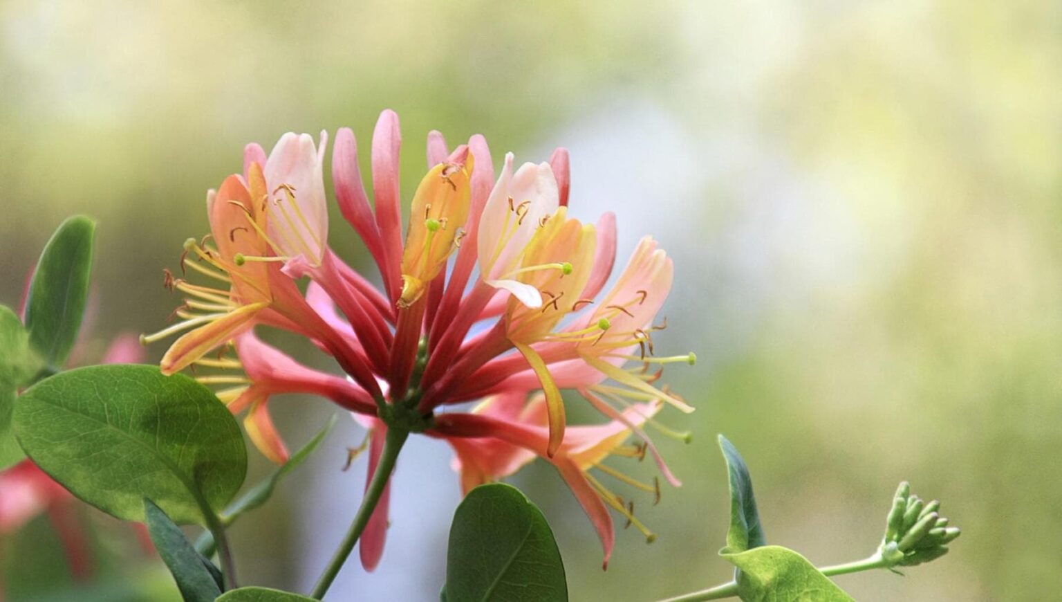 Coltivazione e cura della Lonicera (il caprifoglio)