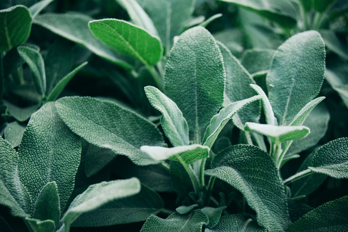 Coltivazione e cura dell'erica: guida completa per gli appassionati di ...