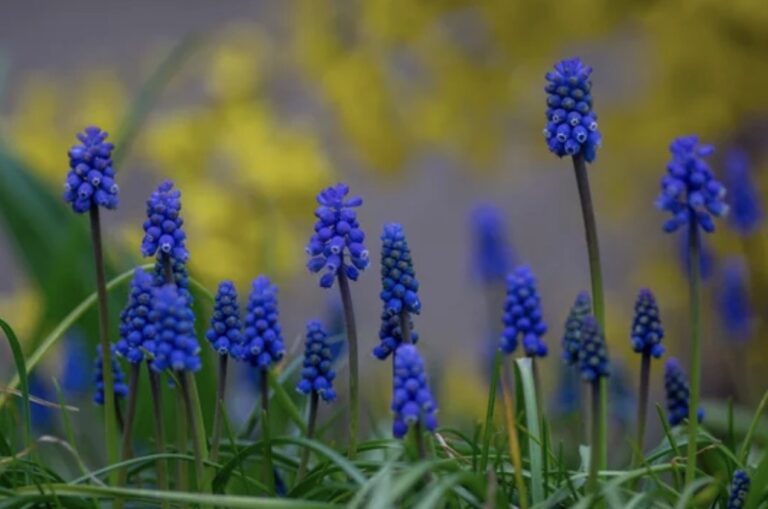 Muscari: guida completa alla coltivazione e cura