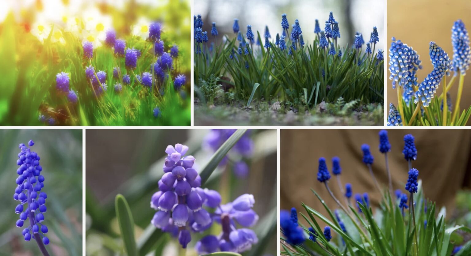 Muscari: guida completa alla coltivazione e cura