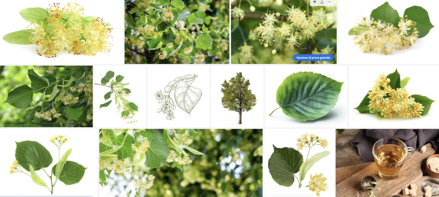 Il tiglio: caratteristiche e benefici di un albero dalla lunga storia
