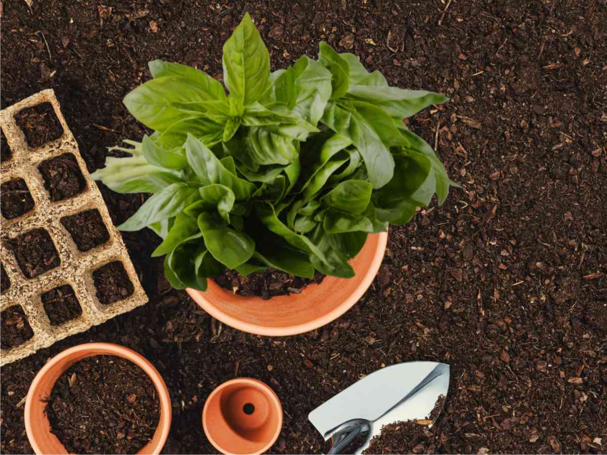 Coltivazione e cura dell'erica: guida completa per gli appassionati di ...