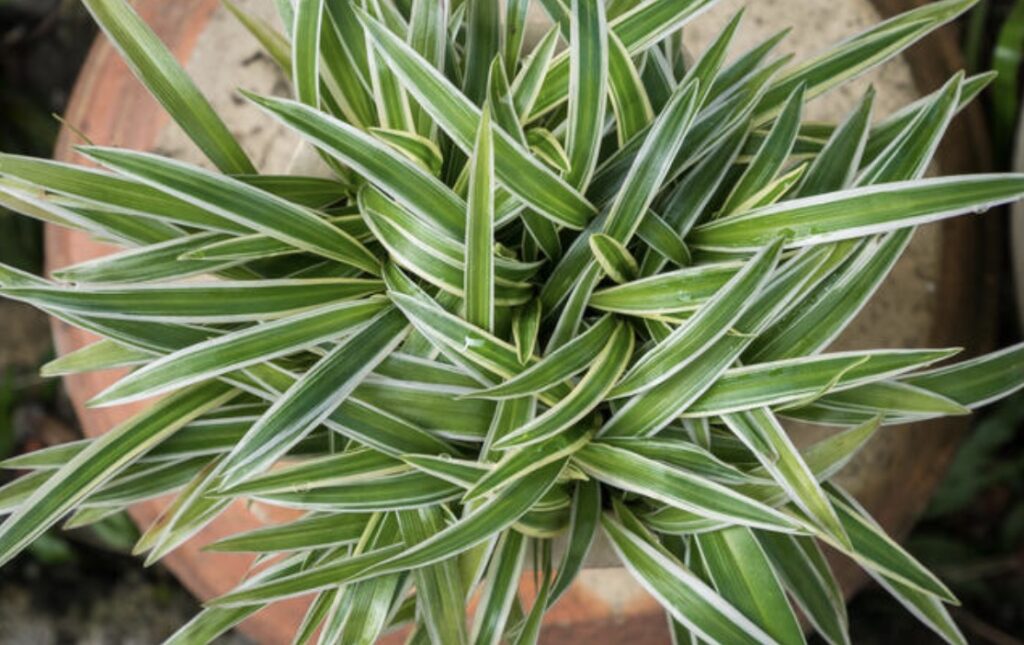 Chlorophytum, pianta ragno, falangio: più nomi per una pianta elegante ...