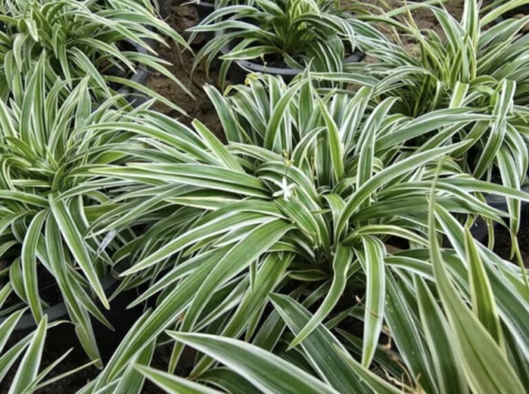Chlorophytum, pianta ragno, falangio: più nomi per una pianta elegante ...