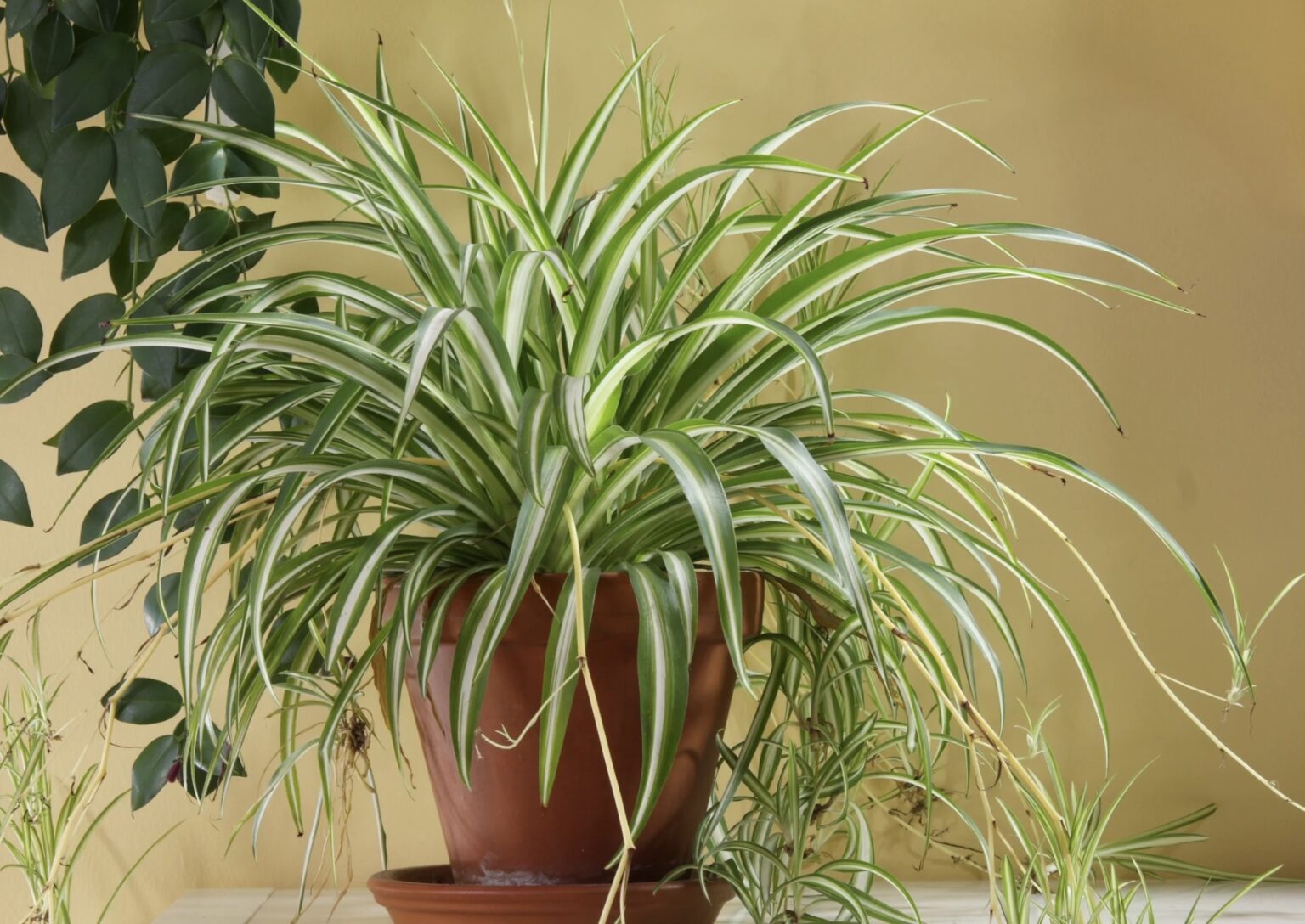 Chlorophytum, pianta ragno, falangio: più nomi per una pianta elegante ...