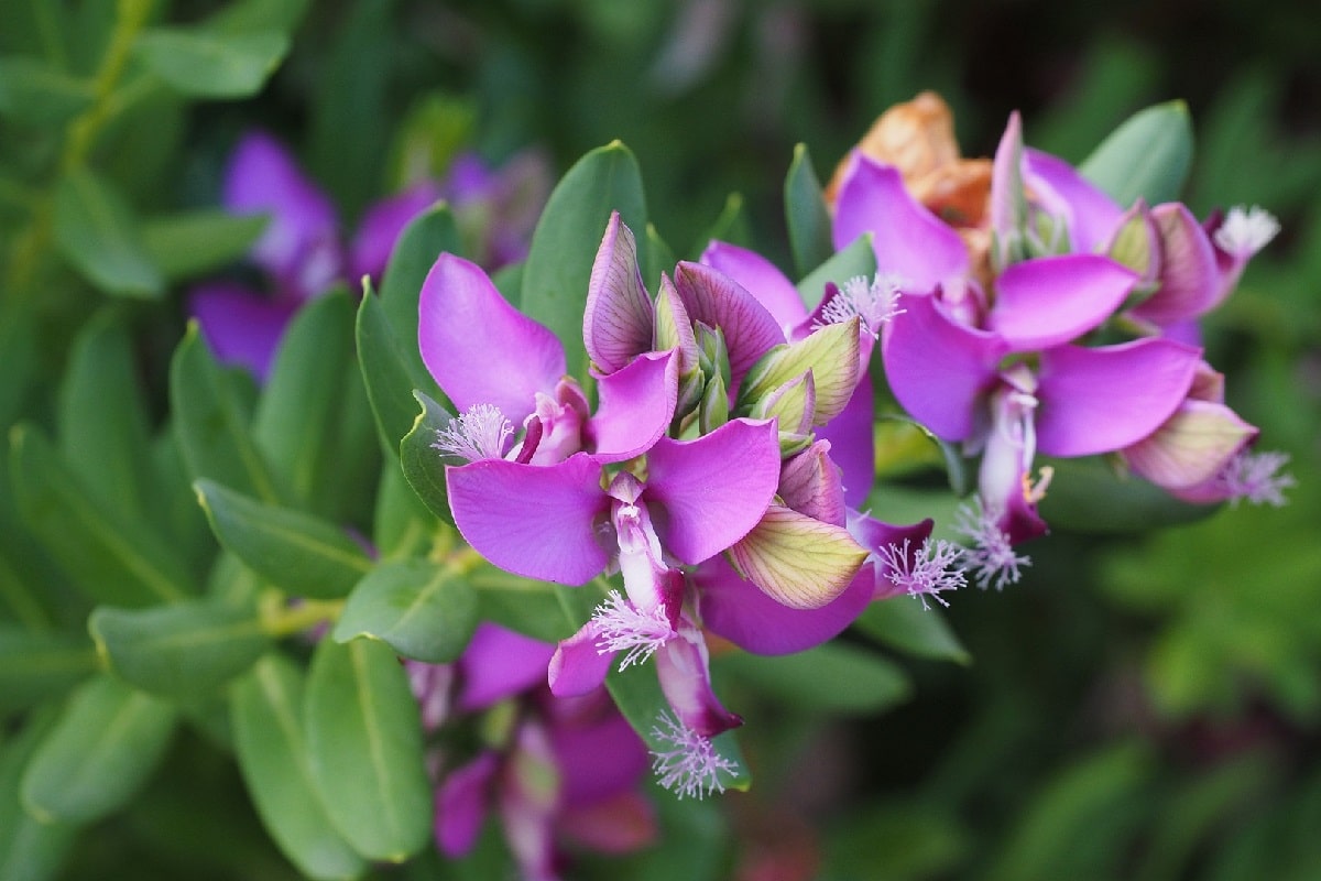 Coltivazione e cura dell'erica: guida completa per gli appassionati di ...