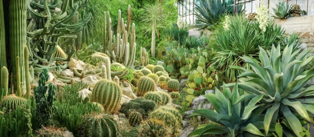 Cactus: tutto quello che c'è da sapere