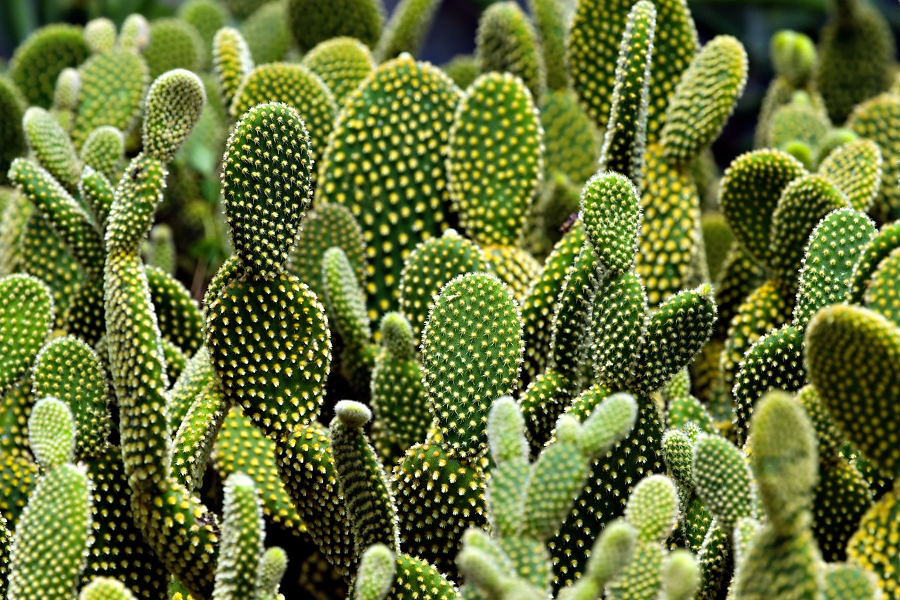 Cactus: tutto quello che c'è da sapere