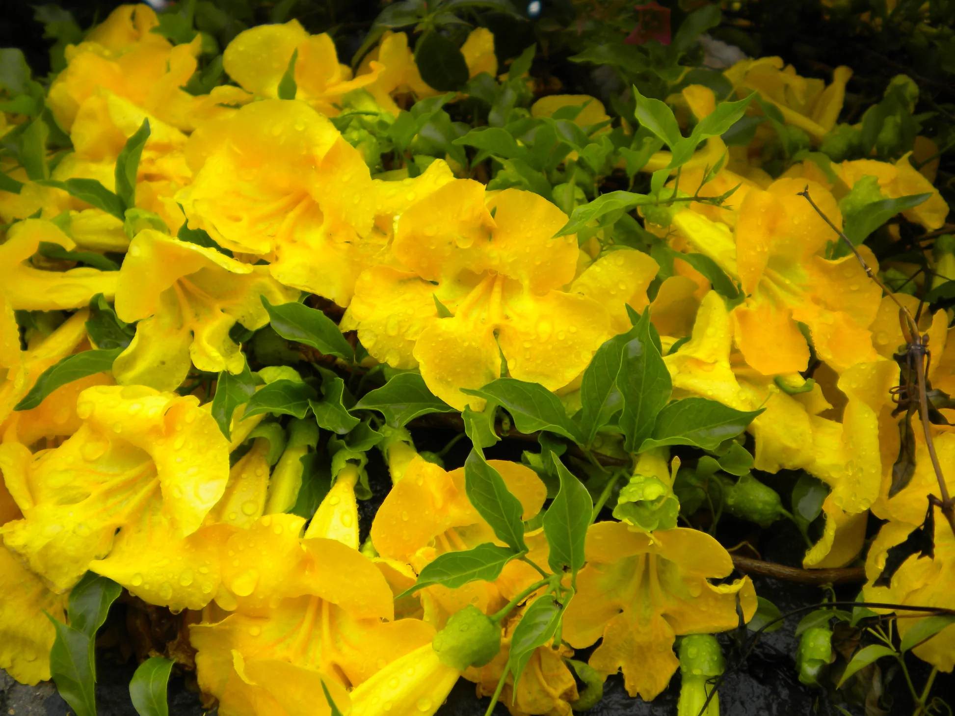 La Bignonia tweediana: guida esperta alla coltivazione di una rampicante spettacolare