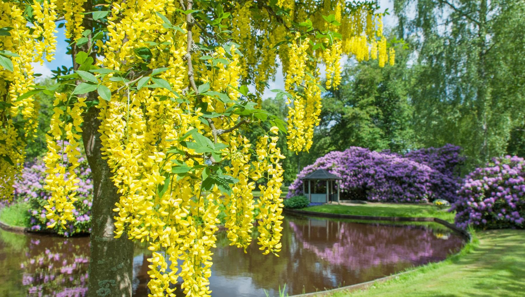 Coltivazione e cura dell'erica: guida completa per gli appassionati di ...