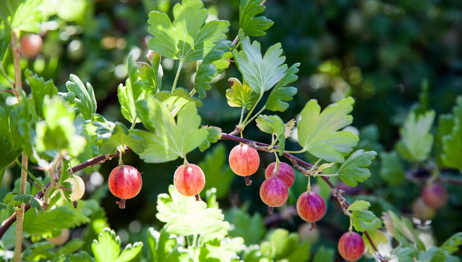 Come coltivare la Kalanchoe: una pianta versatile e ricca di fascino