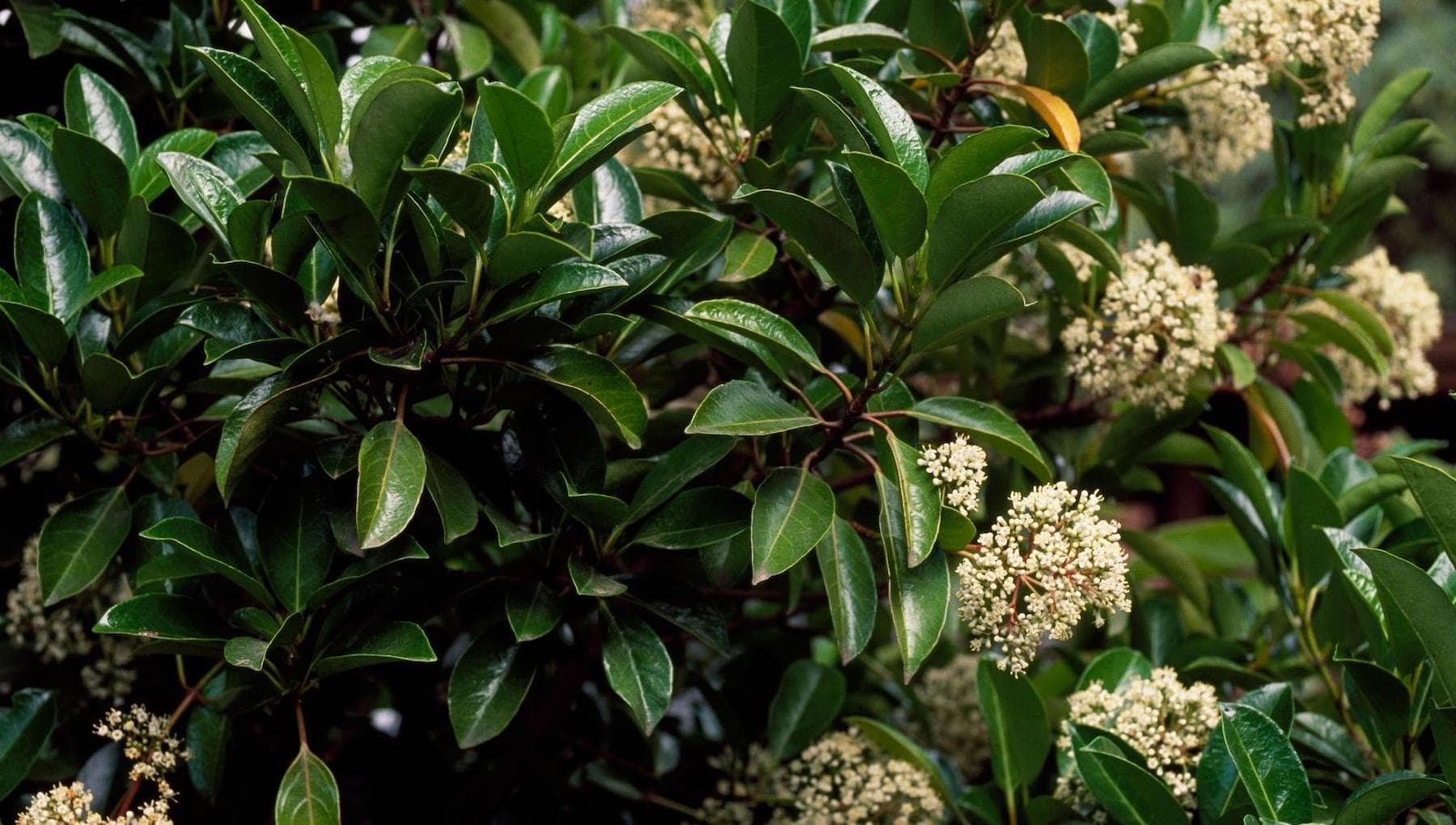 Coltivazione e cura dell'erica: guida completa per gli appassionati di ...