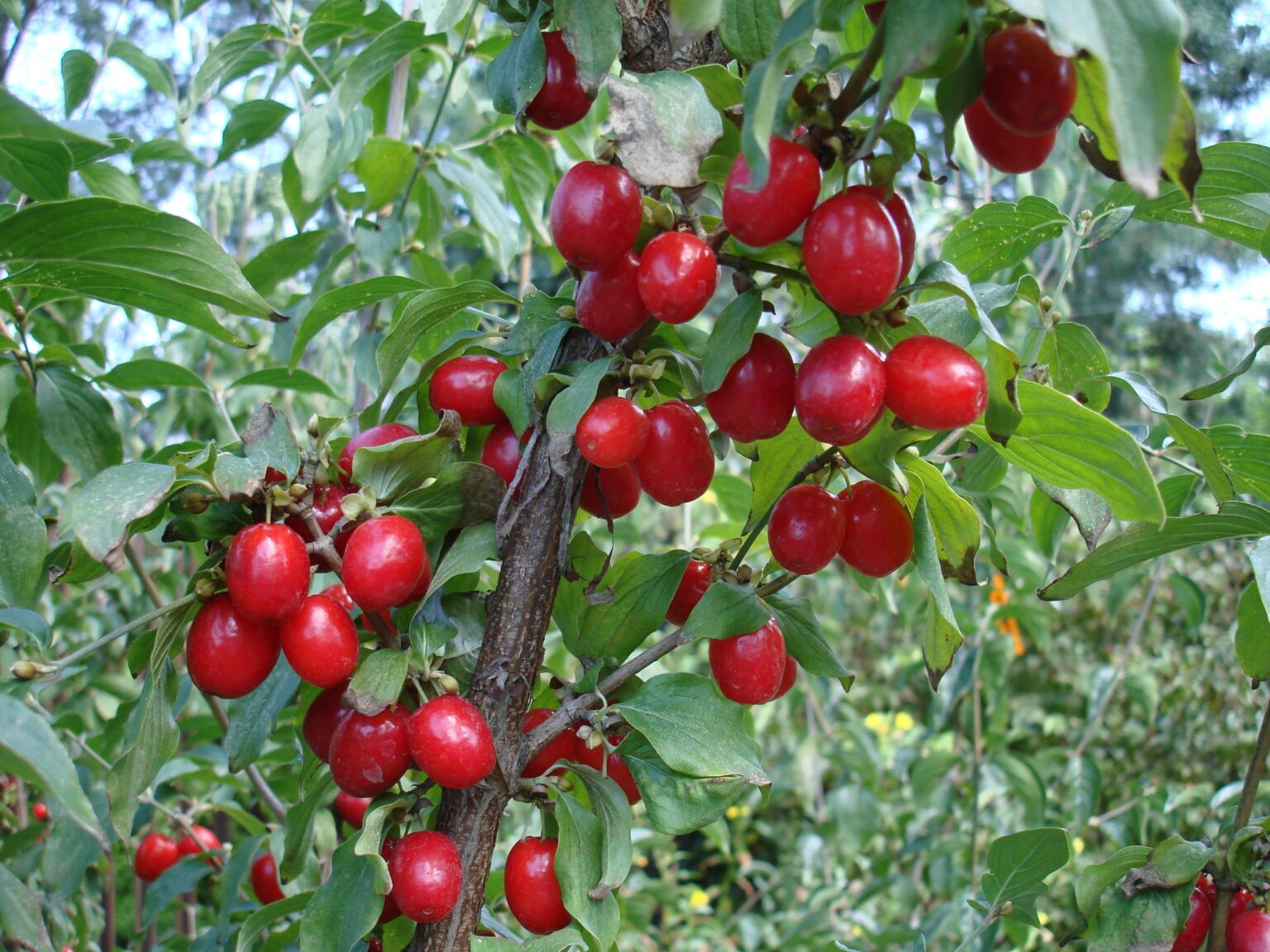 Corniolo: coltivazione, cura e consigli per il giardino