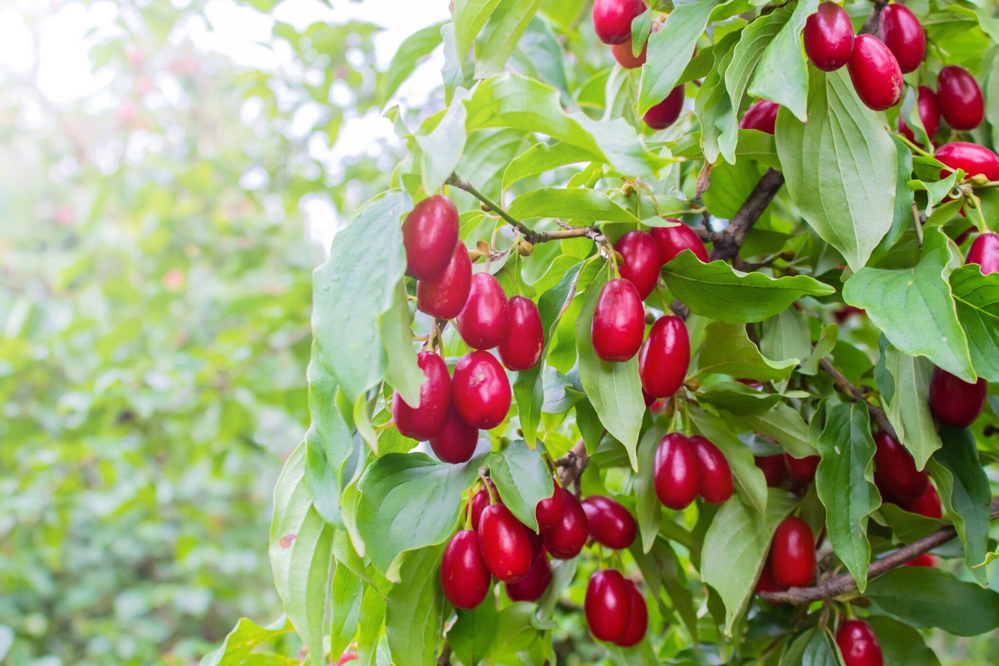 Corniolo: coltivazione, cura e consigli per il giardino
