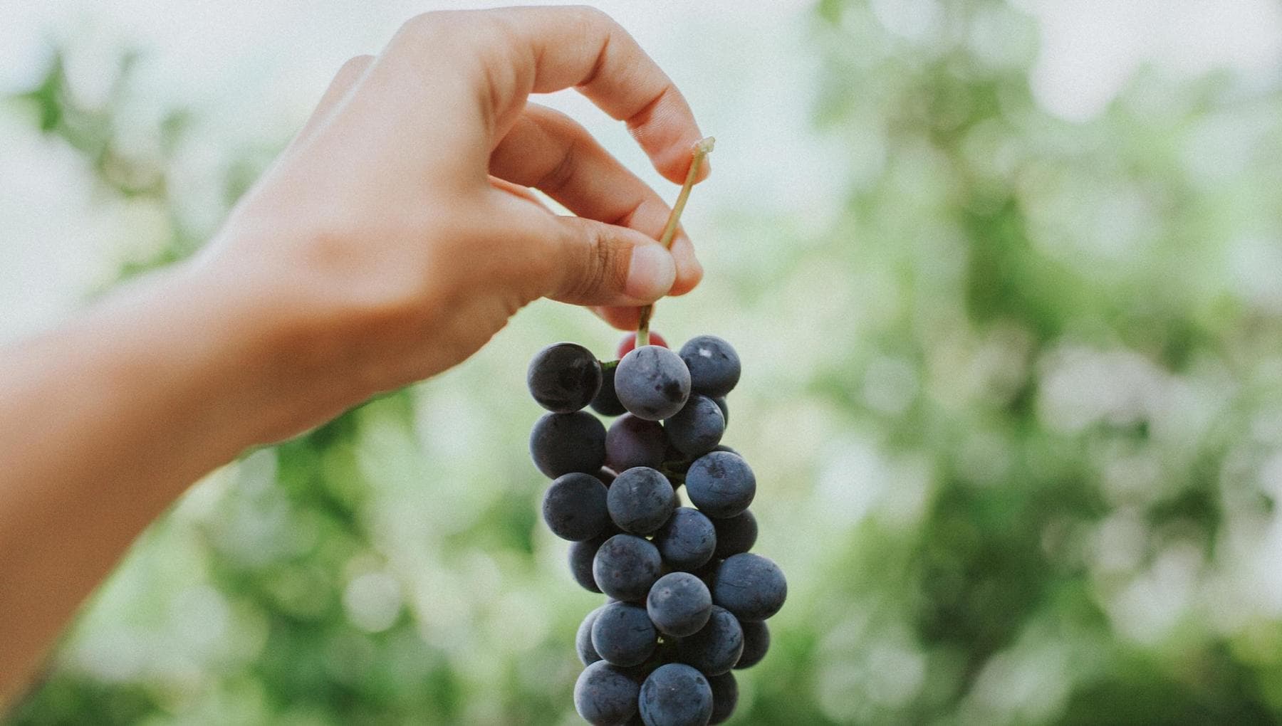 Coltivazione e cura dell'erica: guida completa per gli appassionati di ...