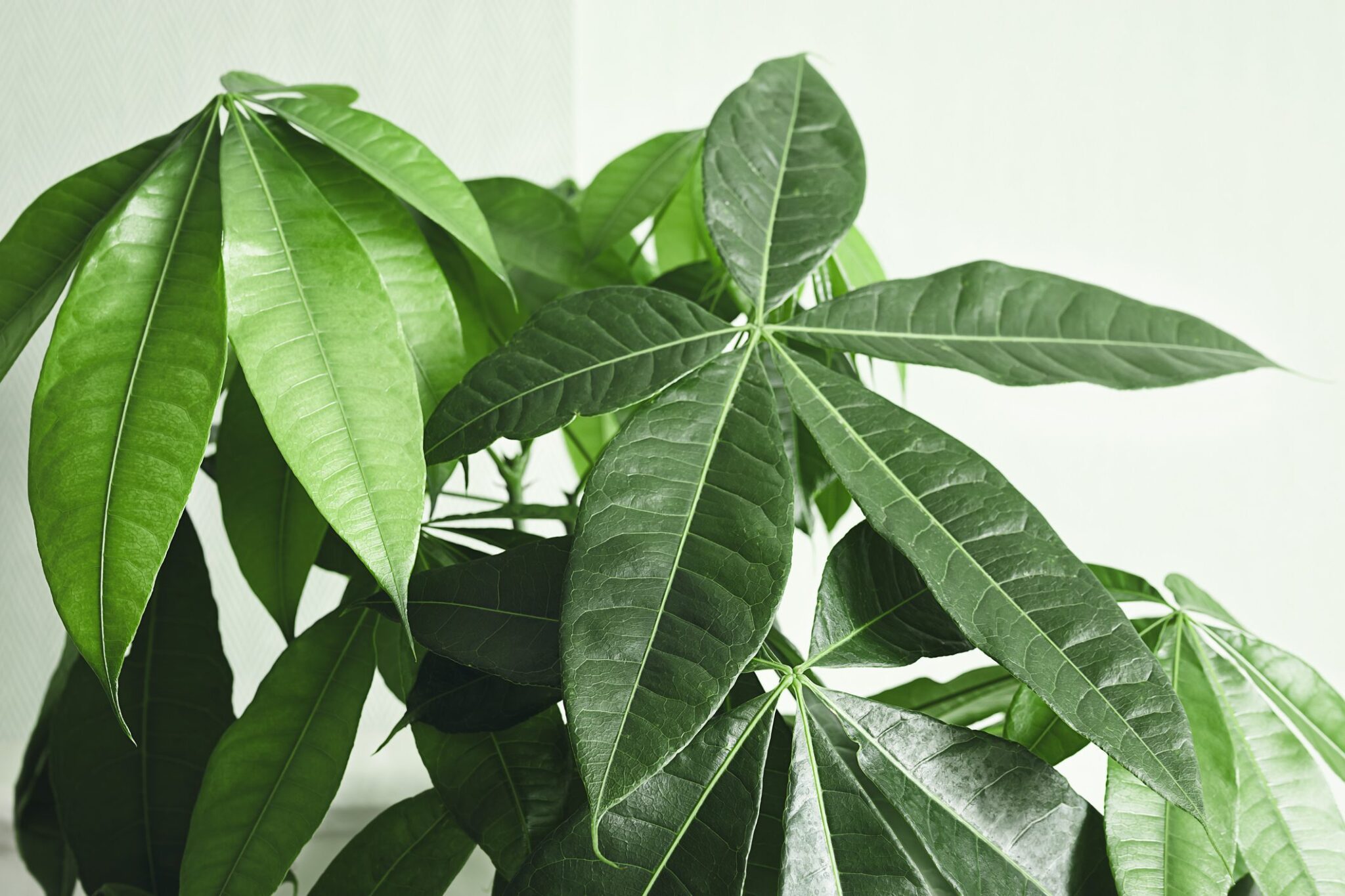 "Euphorbia": guida alla cura della pianta dalle mille varietà