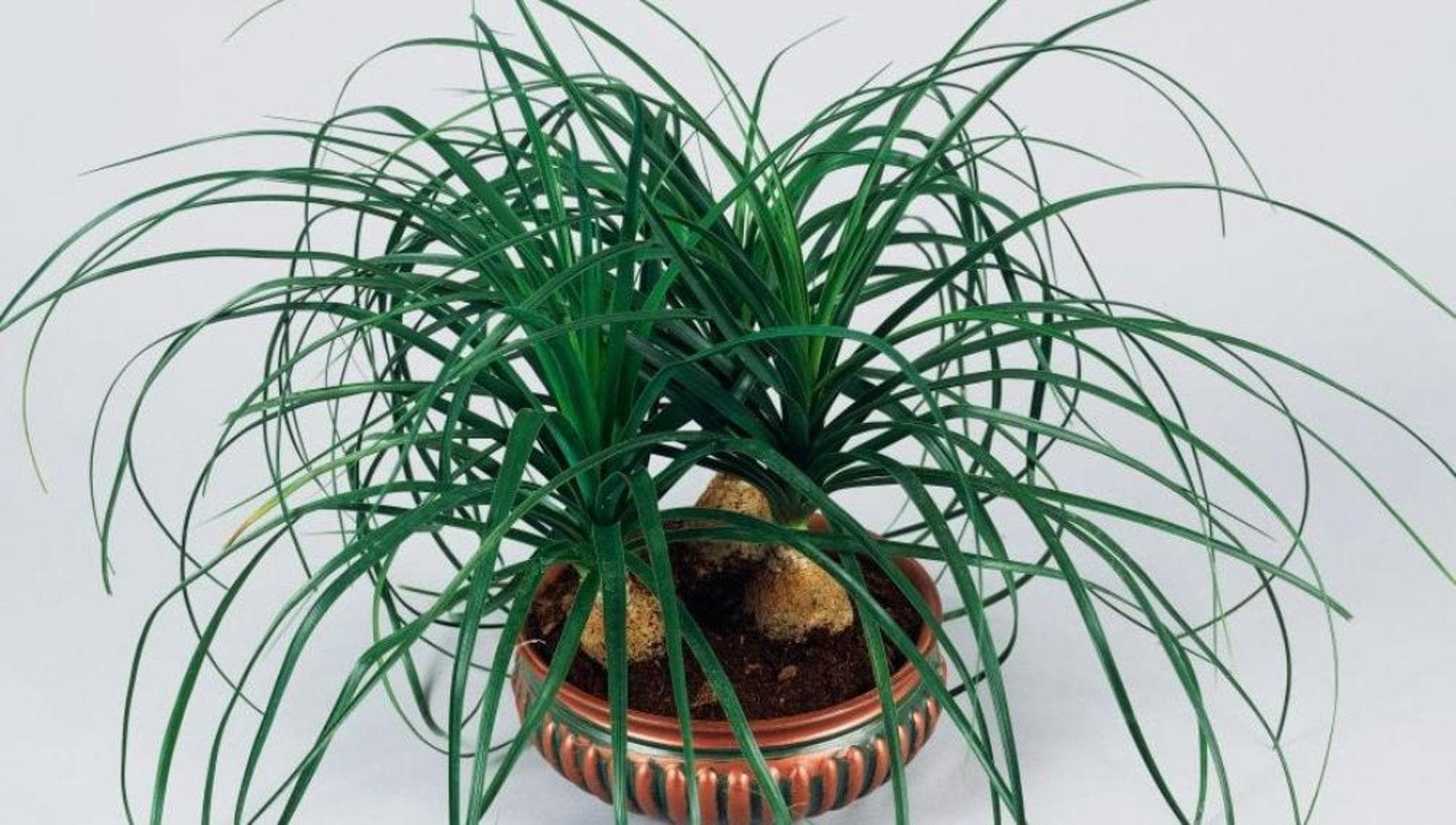 Amaryllis: guida alla coltivazione e fioritura