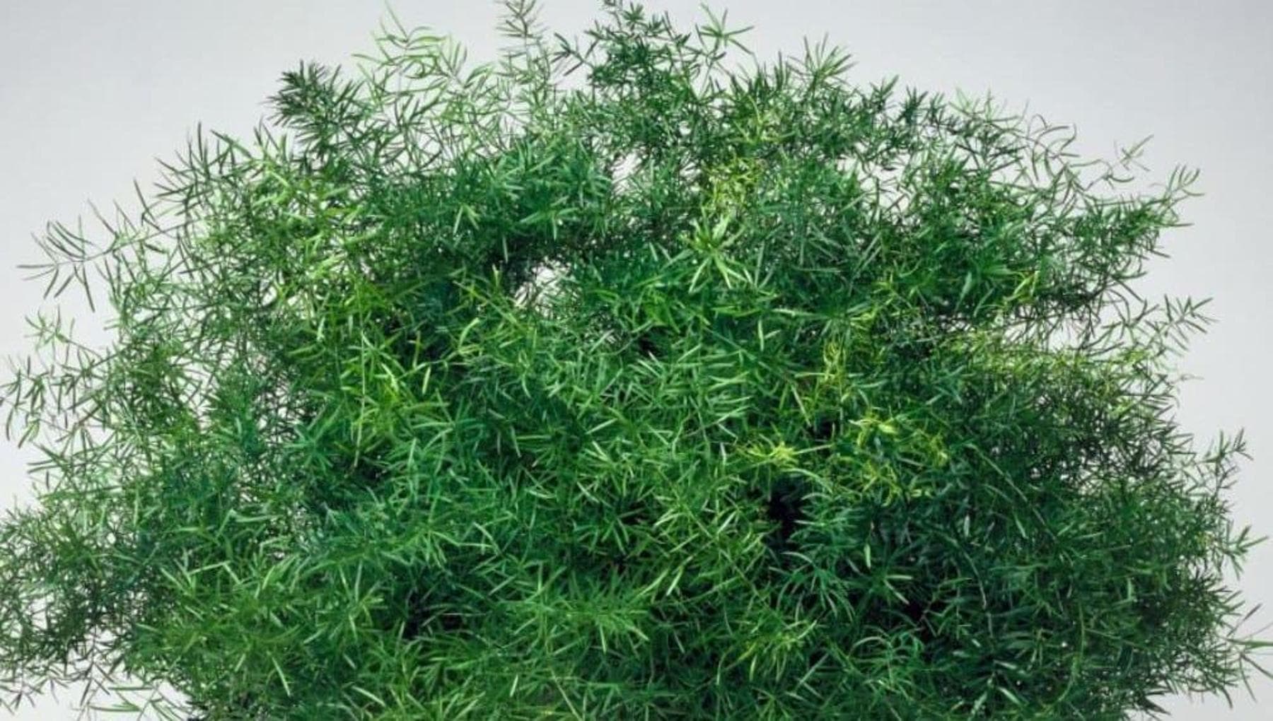 Il garofano: guida alla coltivazione e cura di questa magnifica pianta